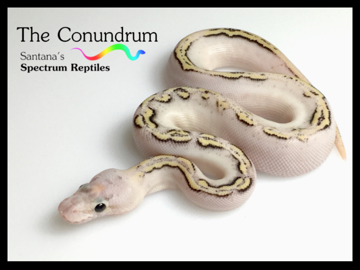 Morph List - World of Ball Pythons