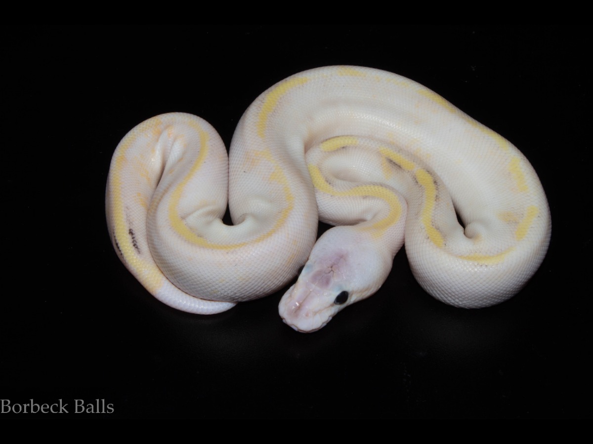 Morph List - World of Ball Pythons