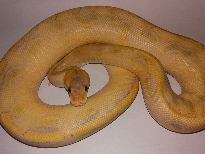 Champagne Fire Ghost - Morph List - World of Ball Pythons