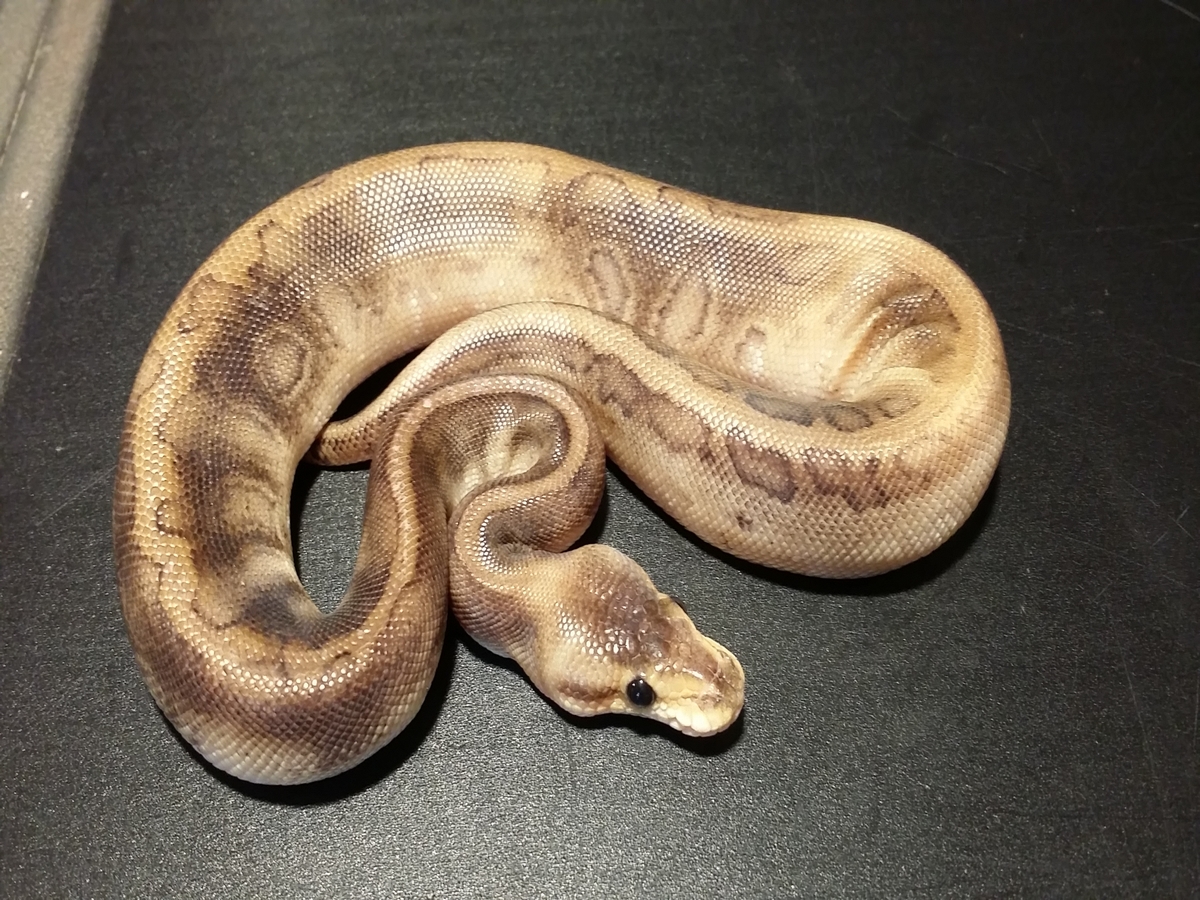 Morph List - World of Ball Pythons