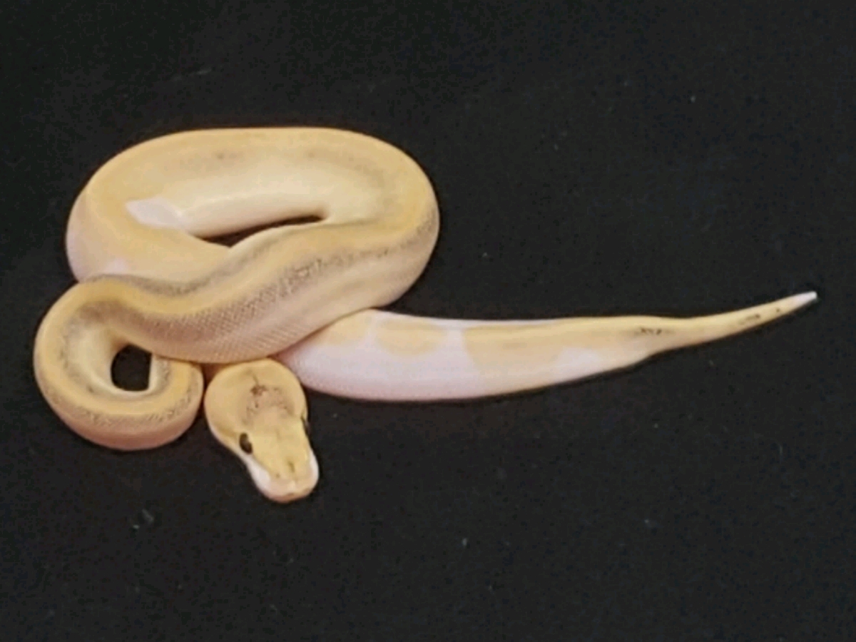 Morph List - World of Ball Pythons