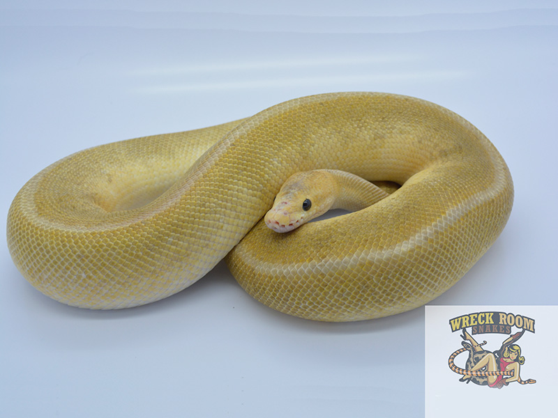 Morph List - World of Ball Pythons