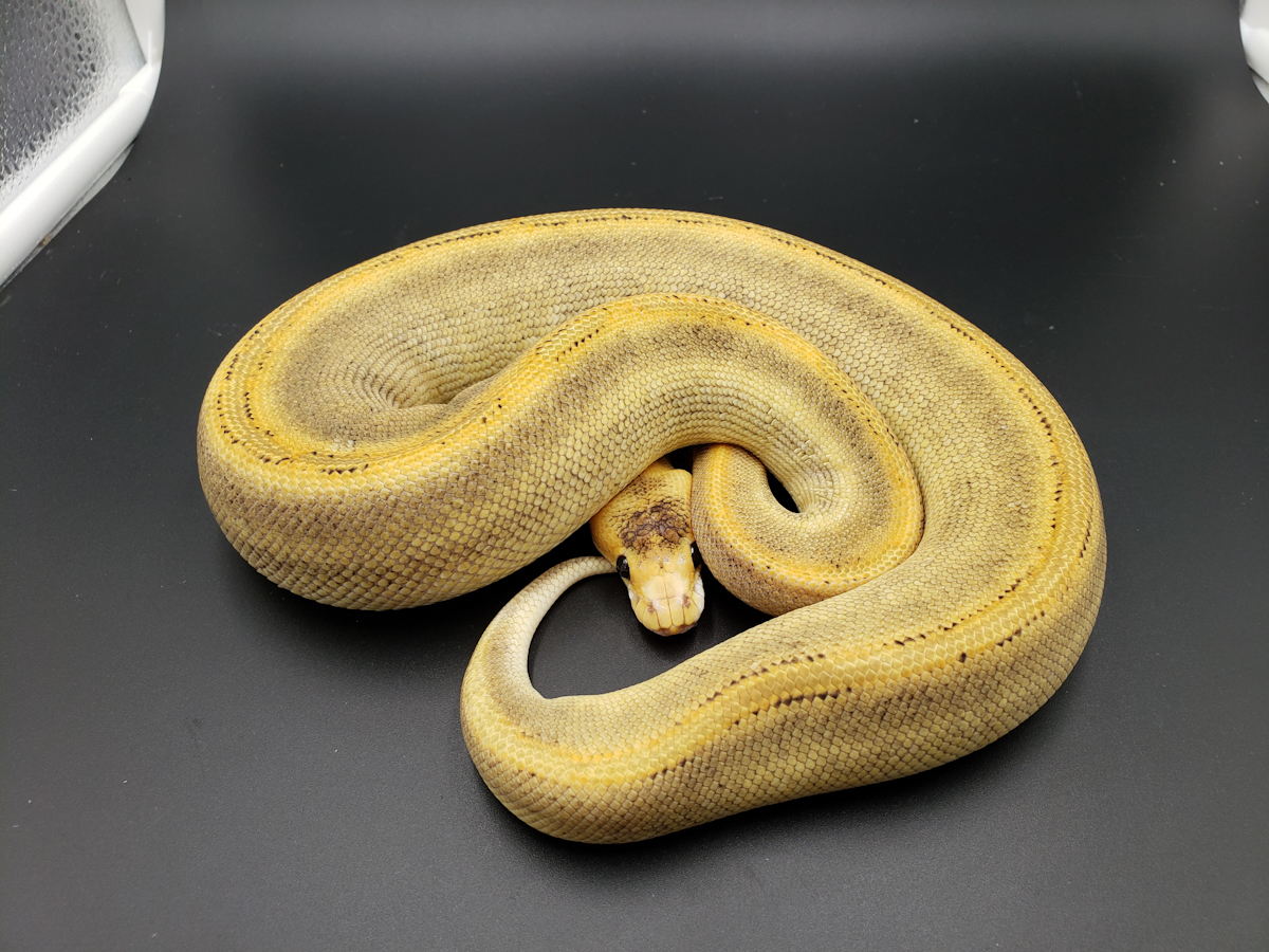 Morph List - World of Ball Pythons
