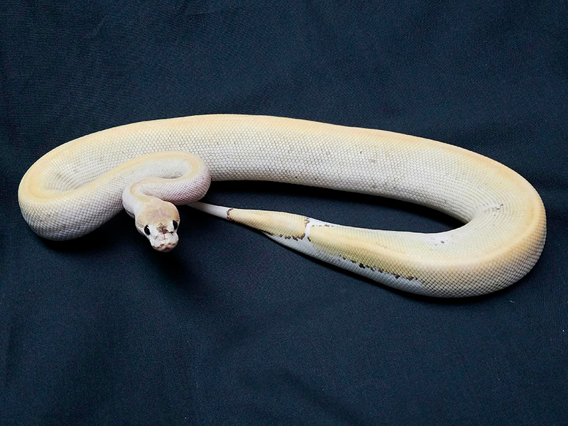Champagne Lace Lesser - Morph List - World of Ball Pythons