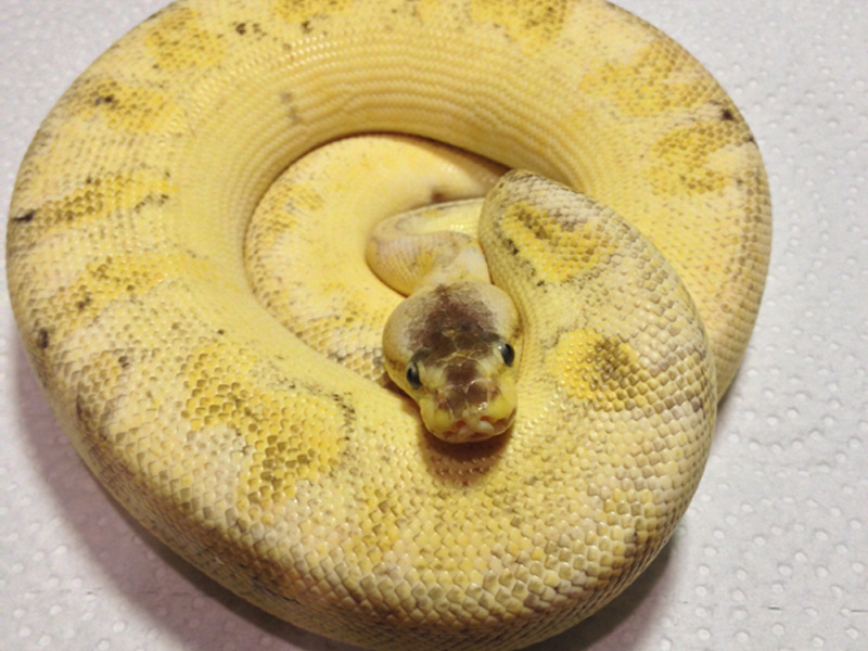 Morph List - World of Ball Pythons