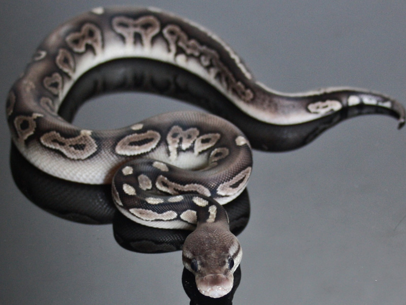 Morph List - World of Ball Pythons