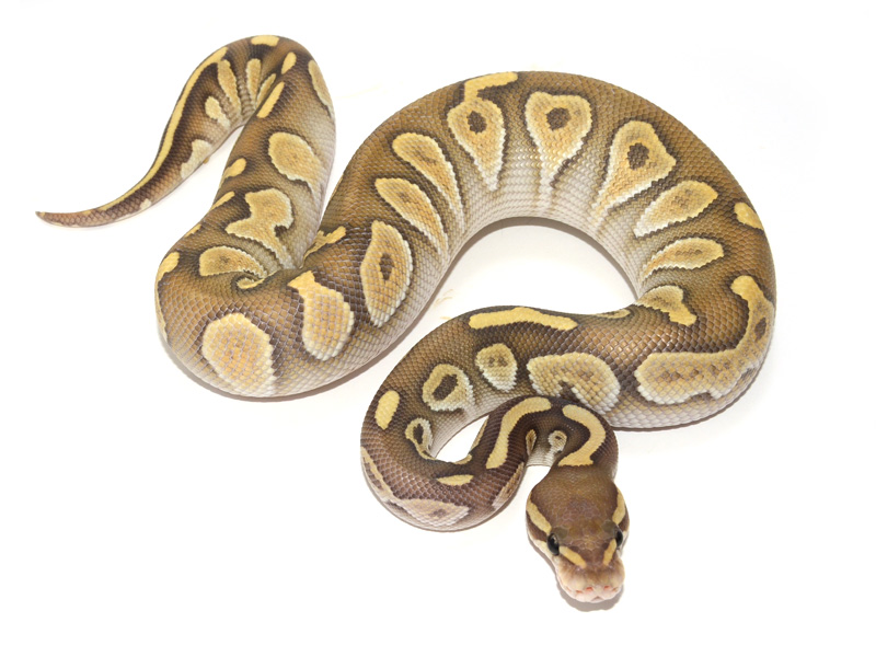 Chocolate Butter Ghost - Morph List - World of Ball Pythons