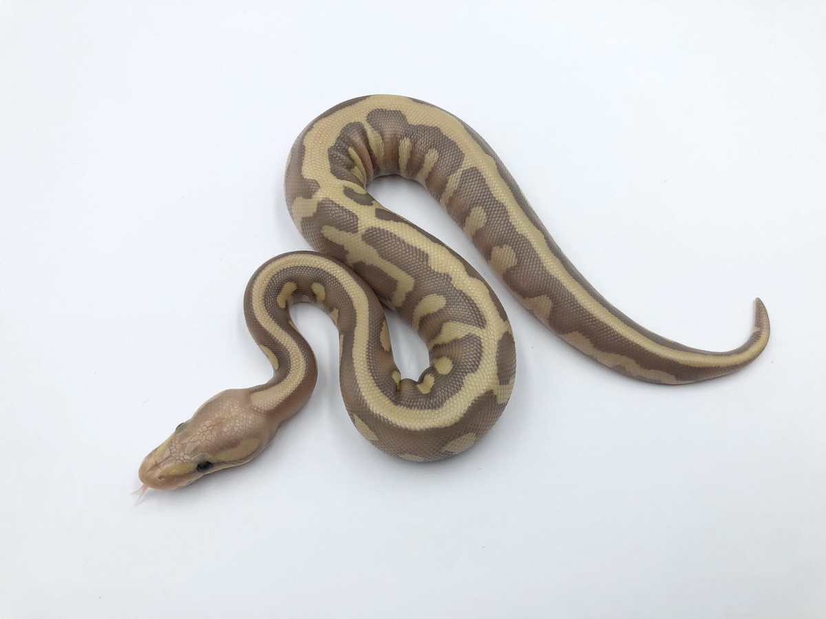 Morph List - World of Ball Pythons