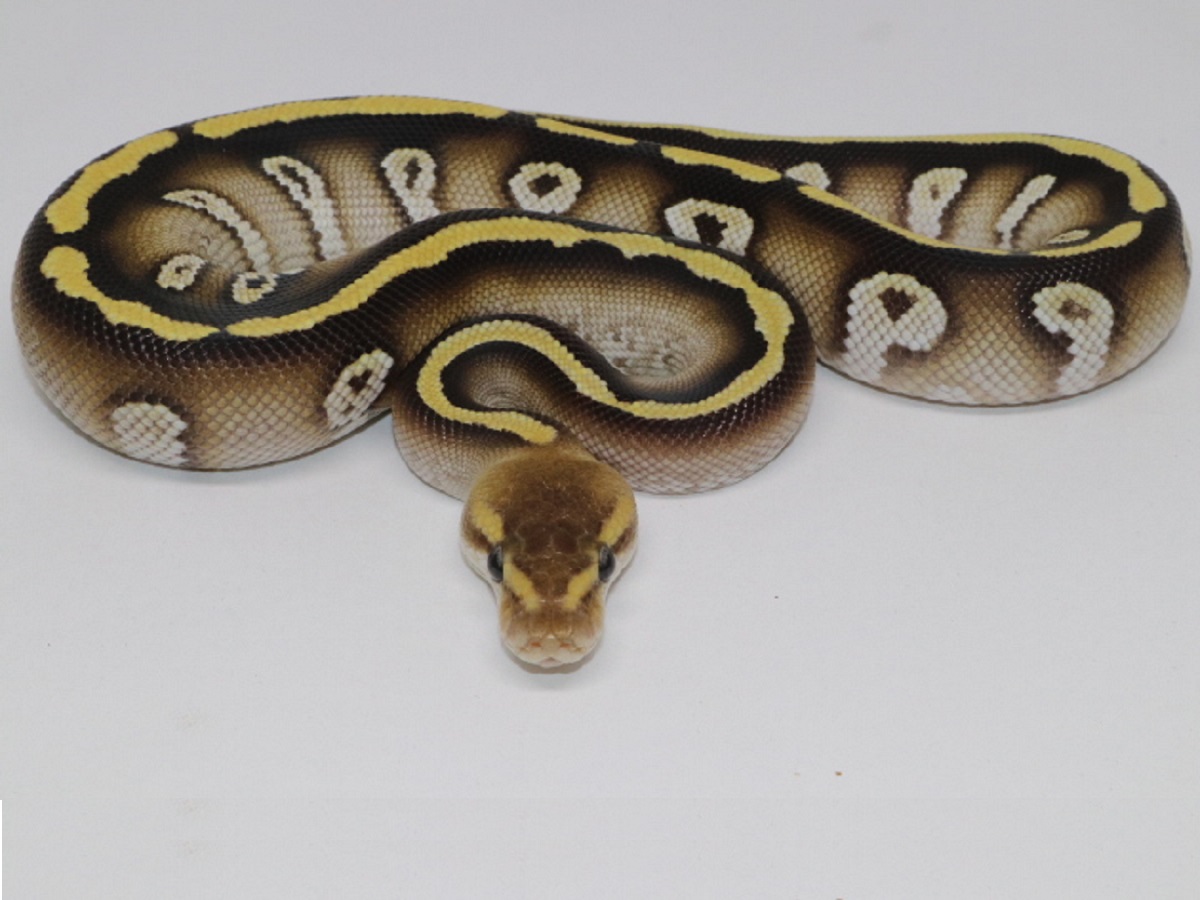 Morph List - World of Ball Pythons