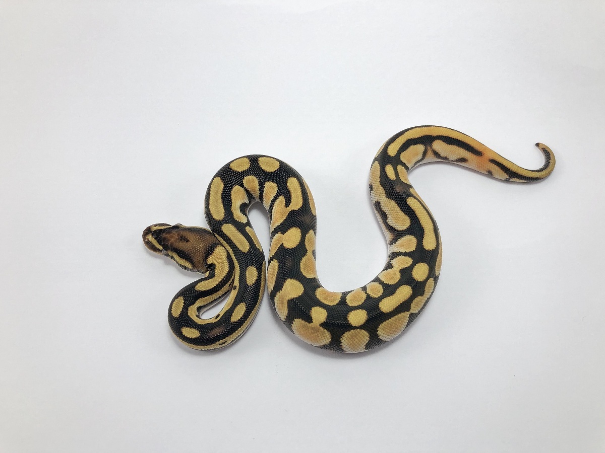 Morph List - World of Ball Pythons