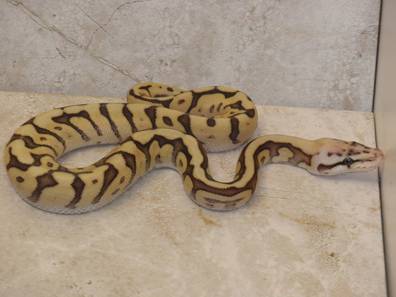 Morph List - World of Ball Pythons