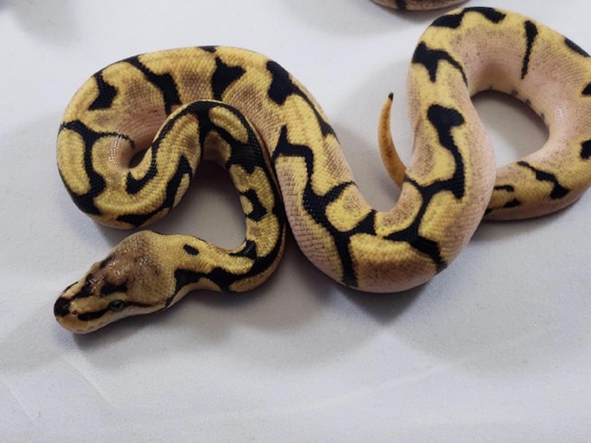 Morph List - World of Ball Pythons