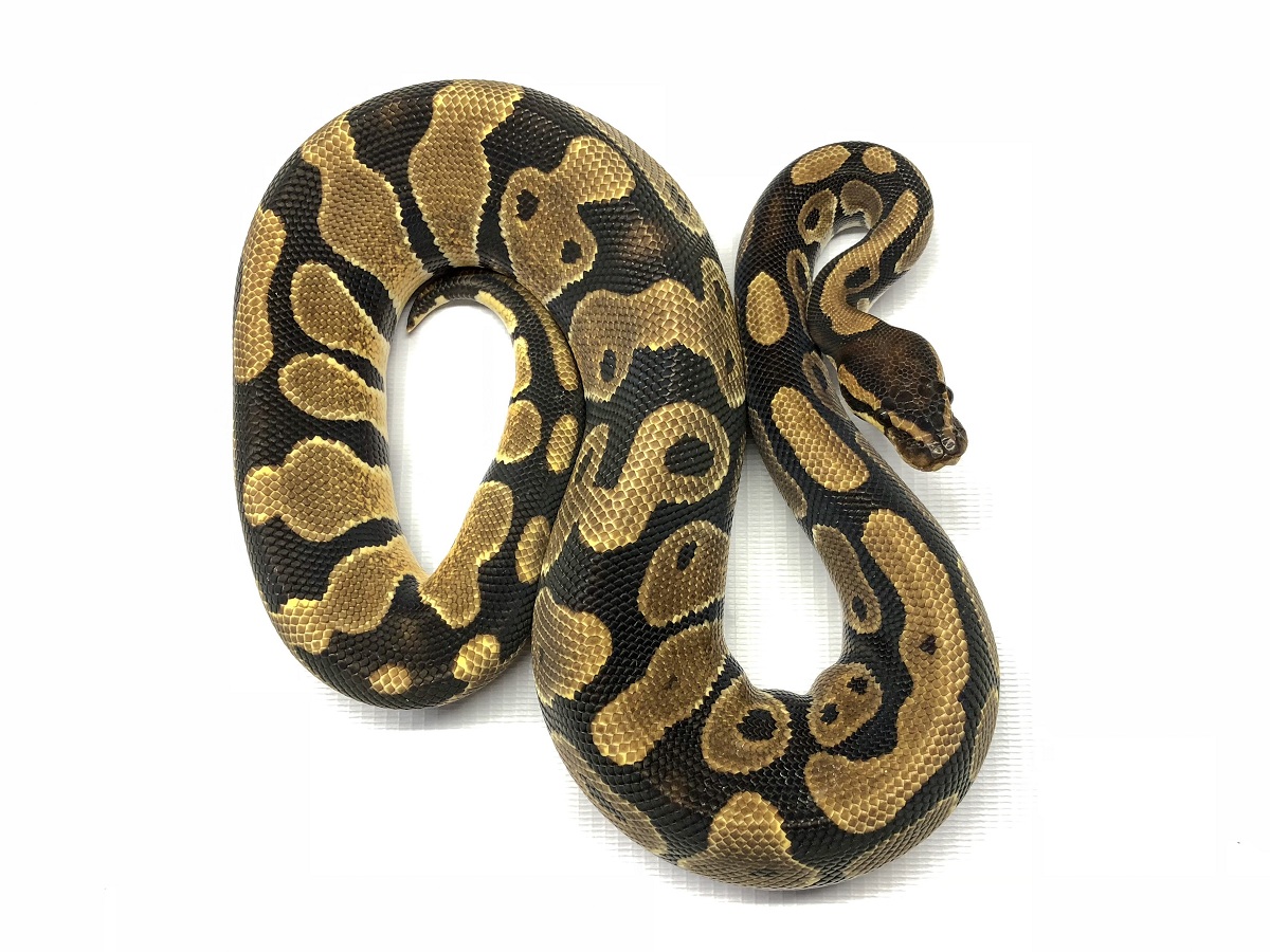 Morph List World Of Ball Pythons