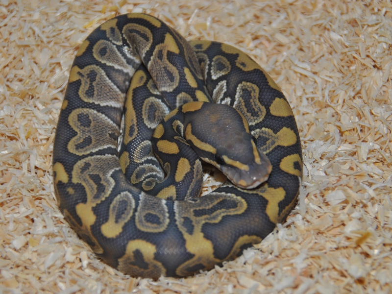 Morph List - World of Ball Pythons