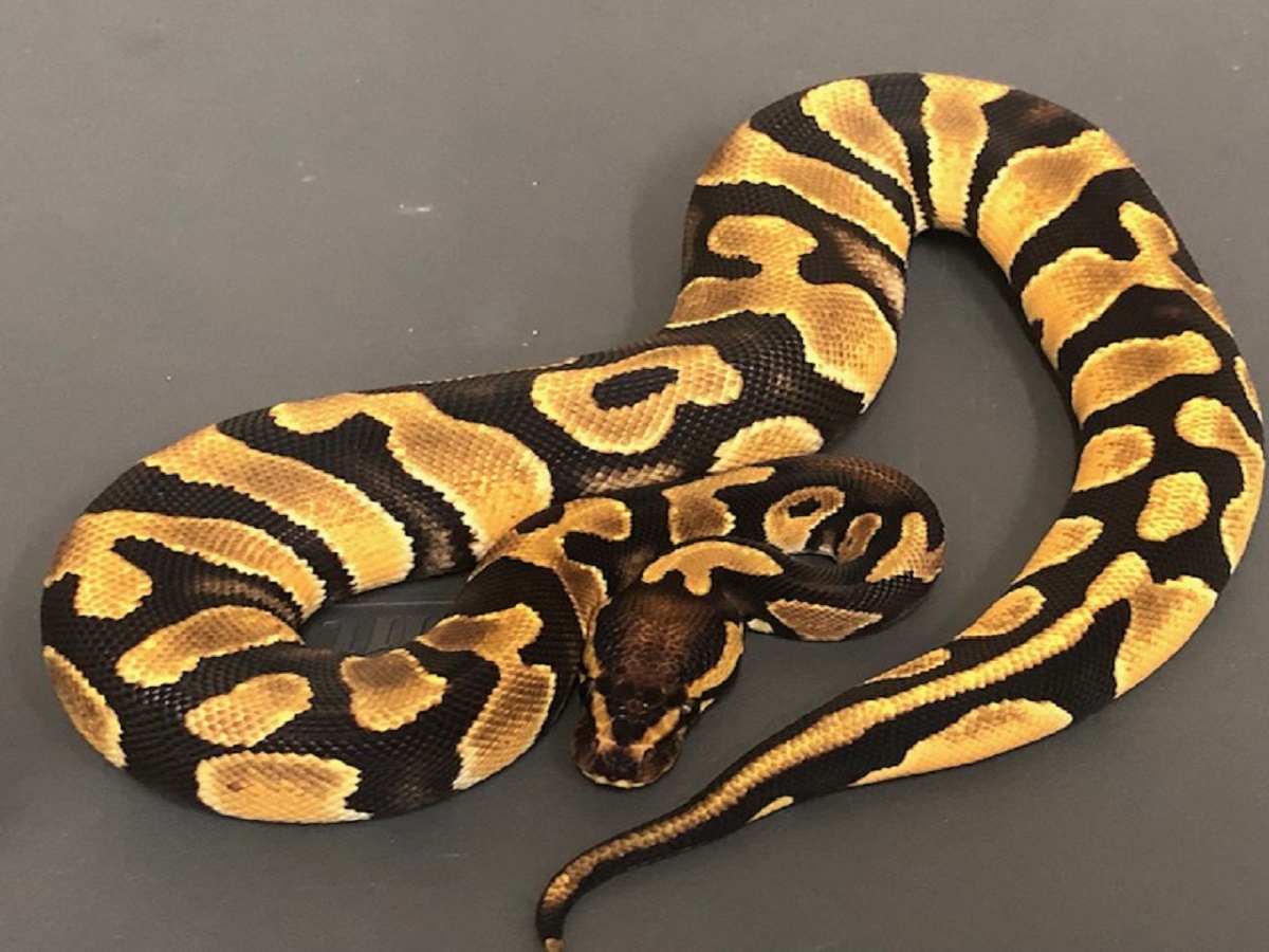 Morph List - World of Ball Pythons