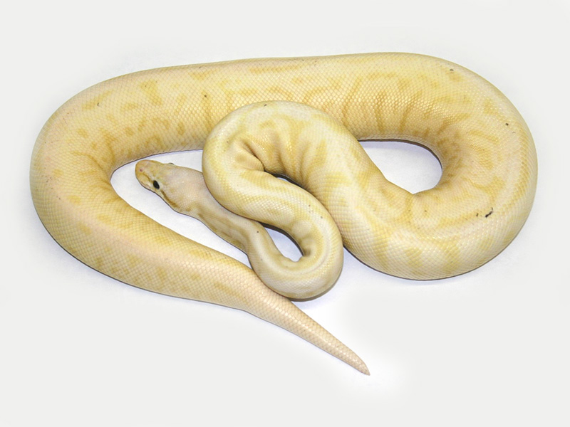 Morph List - World of Ball Pythons