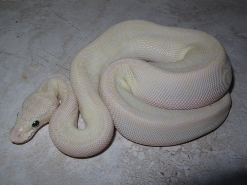 Morph List - World of Ball Pythons