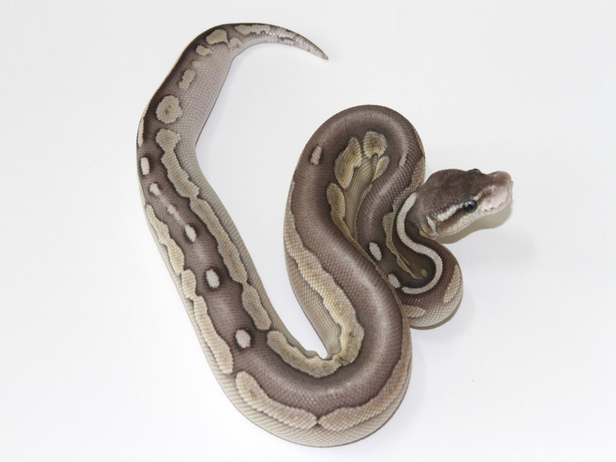 Morph List - World of Ball Pythons