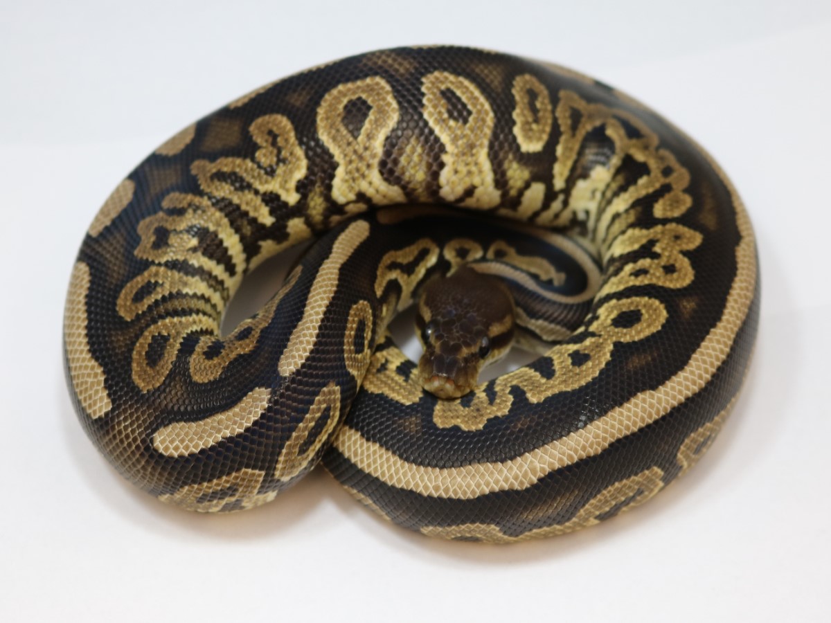 Morph List - World of Ball Pythons