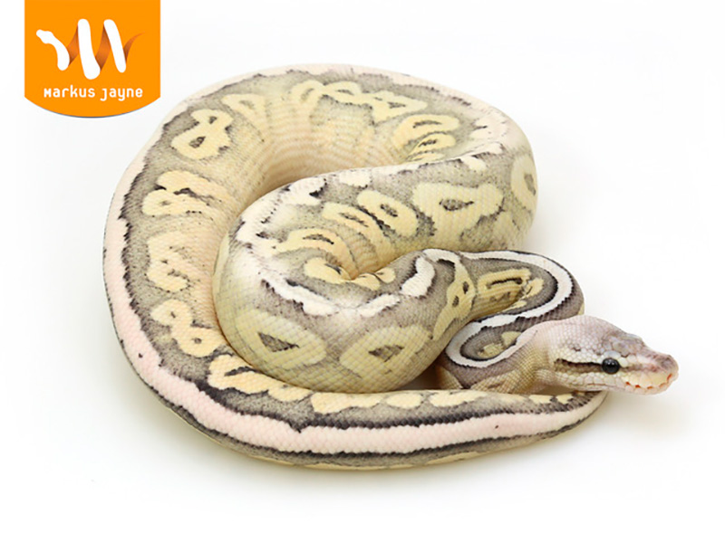 Morph List - World of Ball Pythons