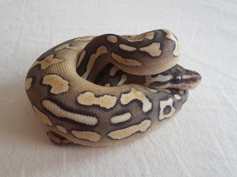 Cinnamon Desert Lesser - Morph List - World of Ball Pythons