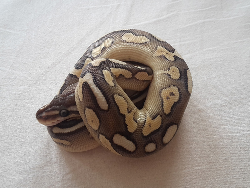 Desert Lesser Ball Python