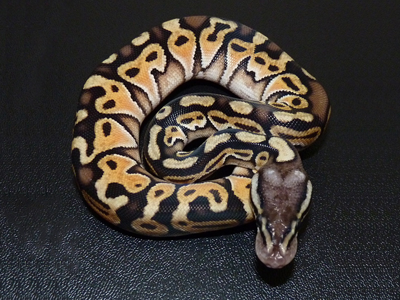 Morph List - World of Ball Pythons
