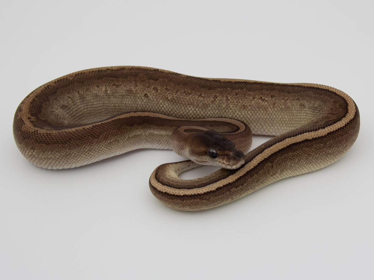 Morph List - World of Ball Pythons