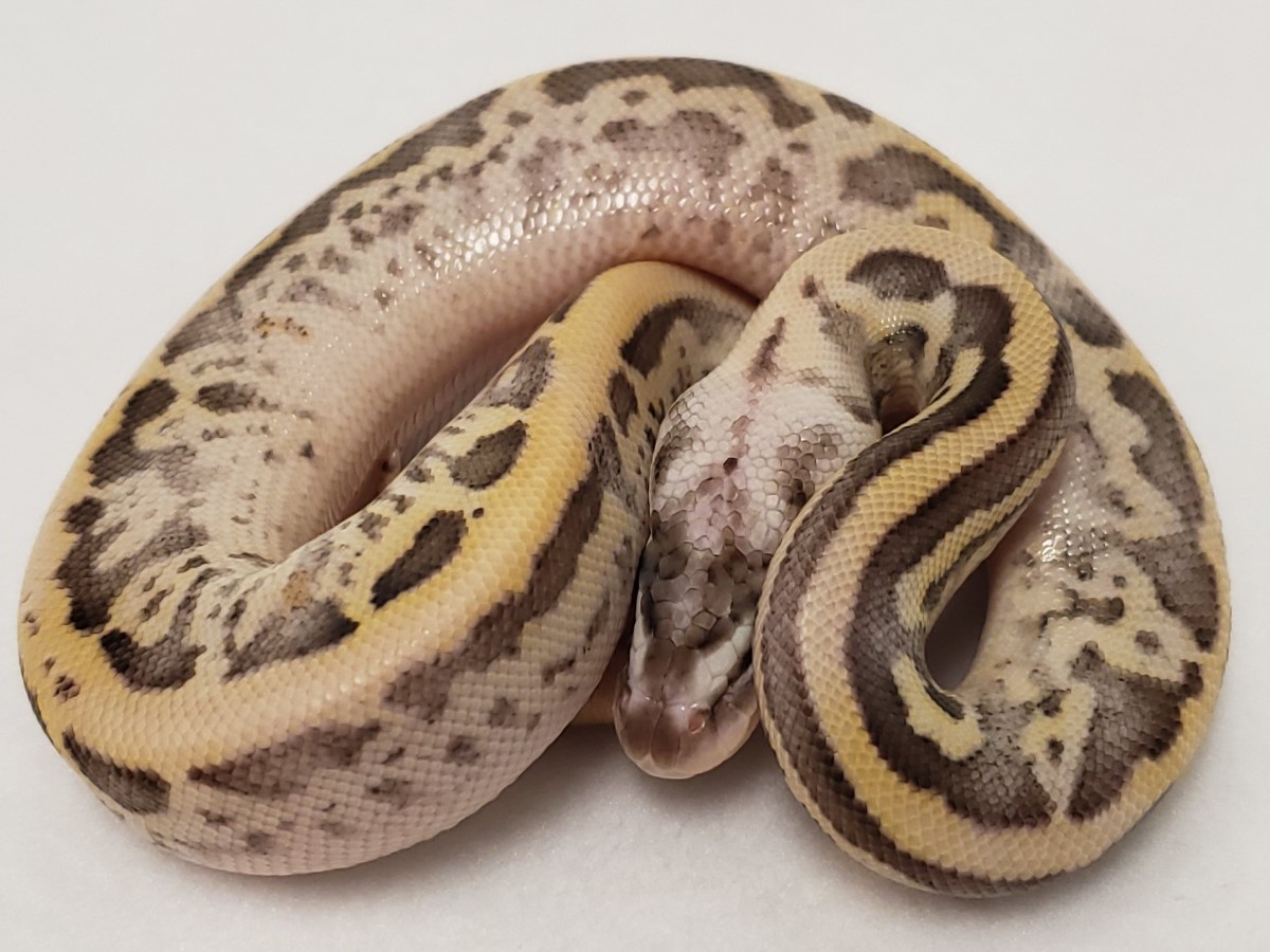 Morph List - World of Ball Pythons
