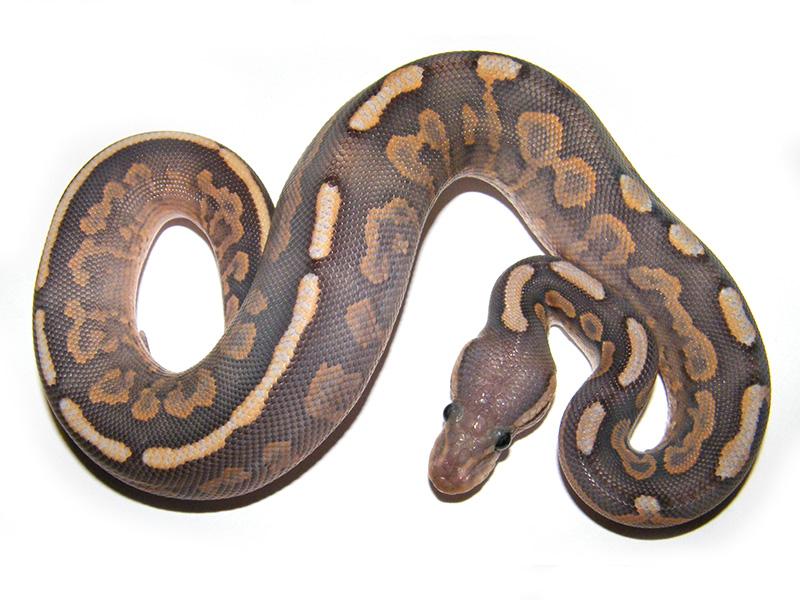 Morph List - World of Ball Pythons