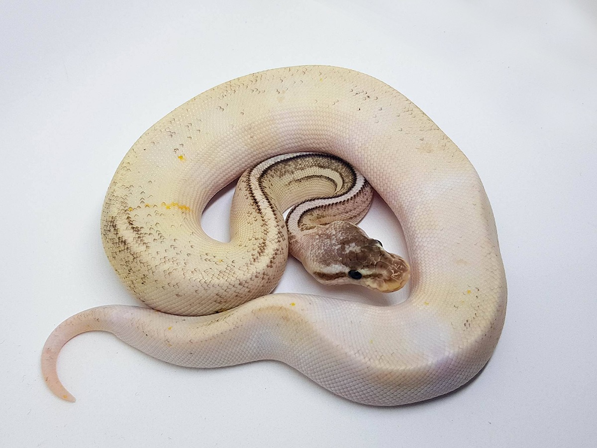 Morph List - World of Ball Pythons