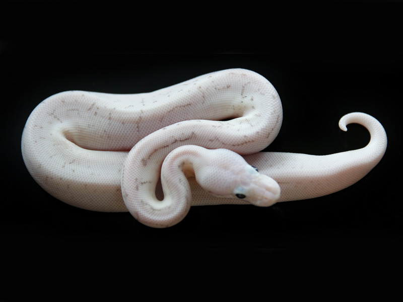 Cinnamon Fire Pastel Pinstripe Spider Yellow Belly - Morph List - World ...