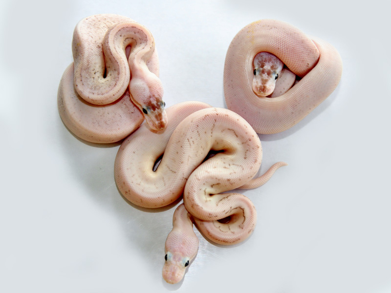 Morph List - World of Ball Pythons