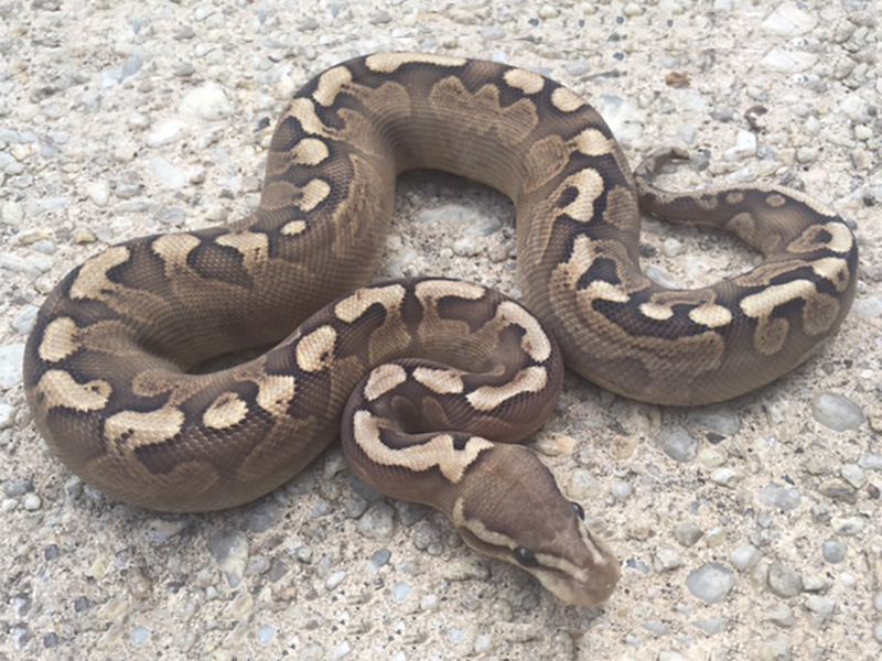 Morph List - World of Ball Pythons