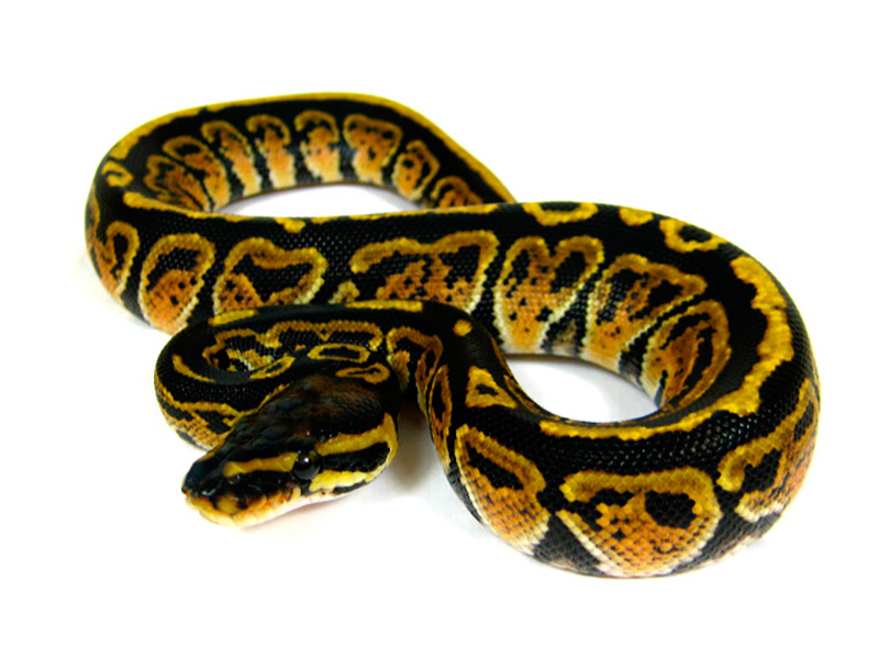 Morph List - World of Ball Pythons