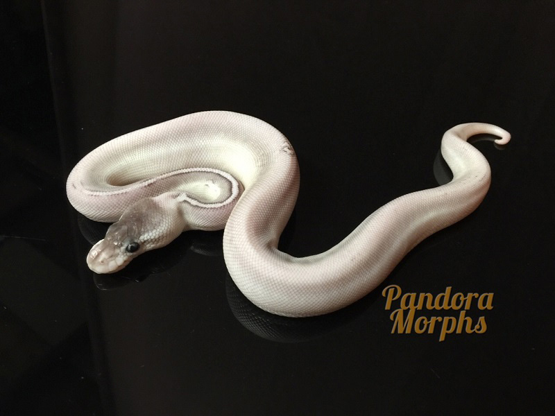 Lesser Super Cinnamon Ball Python
