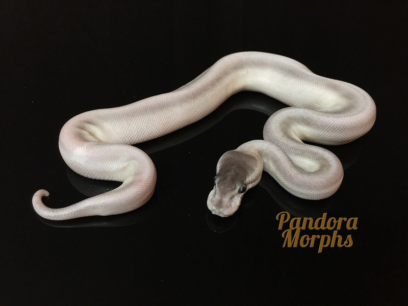 Morph List World Of Ball Pythons