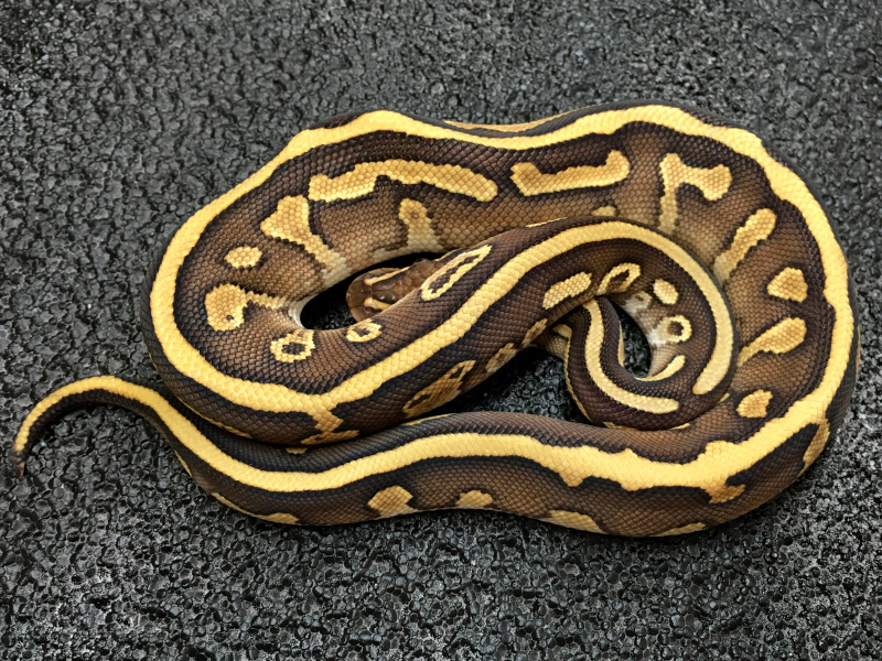 Morph List - World of Ball Pythons