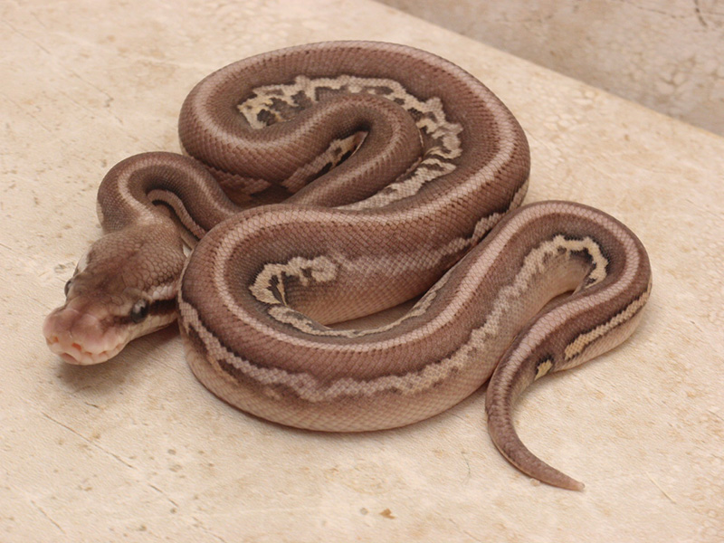 Morph List - World of Ball Pythons