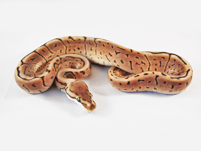 Morph List - World of Ball Pythons