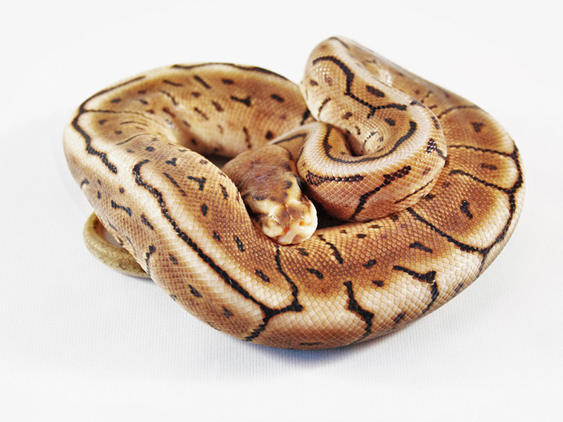 Morph List - World of Ball Pythons