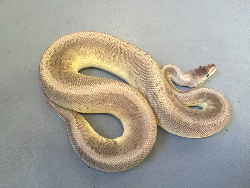 Morph List - World of Ball Pythons