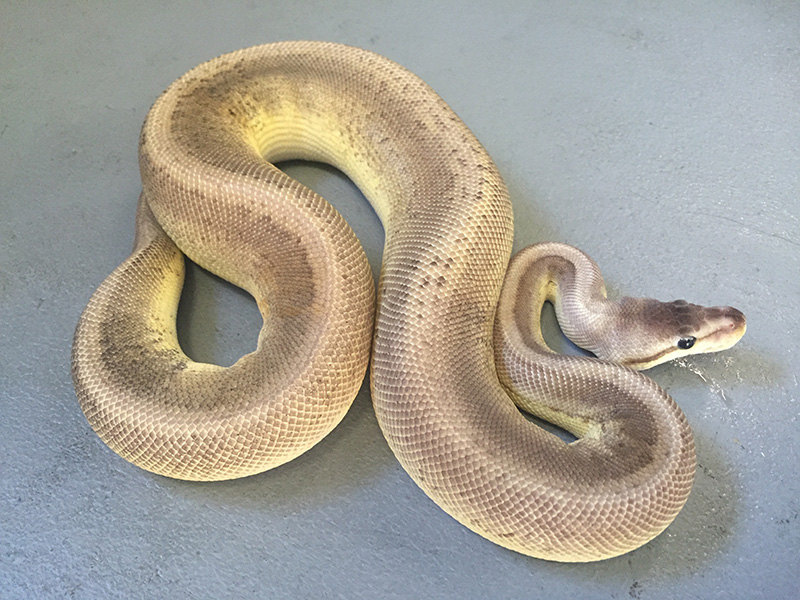 Morph List - World of Ball Pythons