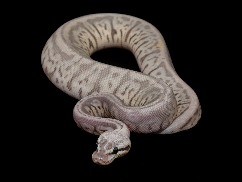 Morph List - World of Ball Pythons