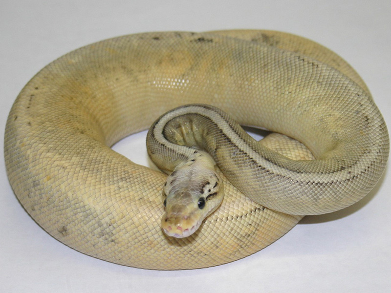 Morph List - World of Ball Pythons