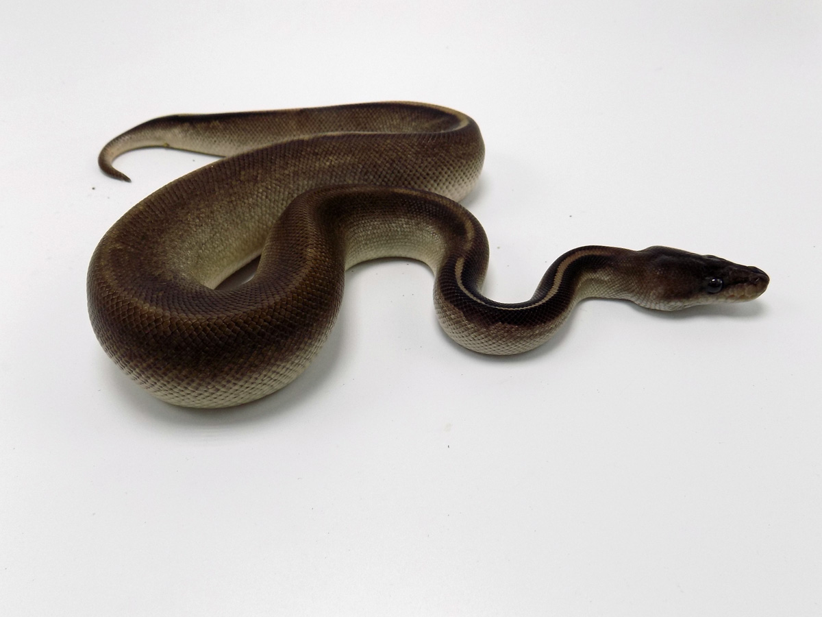 Morph List - World of Ball Pythons