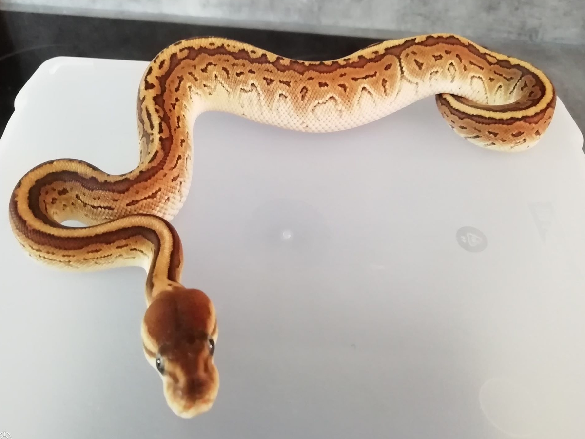 Morph List - World of Ball Pythons