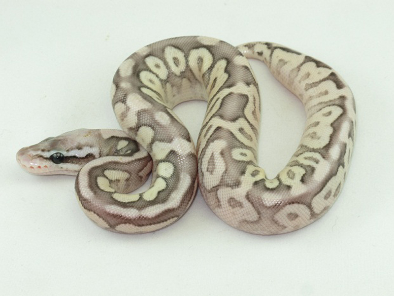 Morph List - World of Ball Pythons