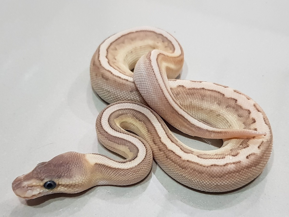 Morph List - World of Ball Pythons
