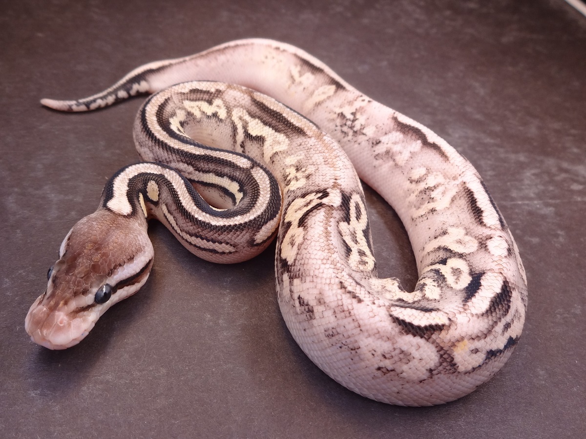 Morph List - World of Ball Pythons